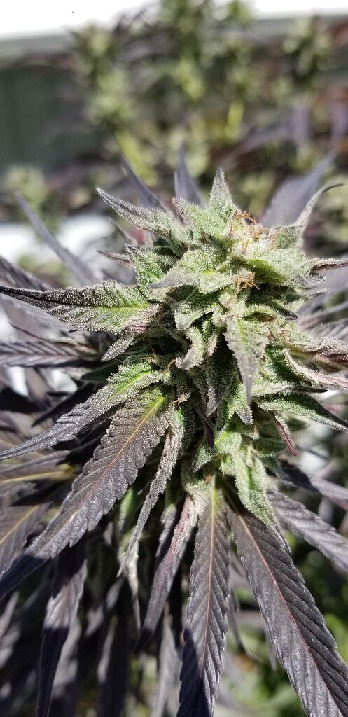 PNW outside grow questions.....a few bugs....plus it's getting cold ...