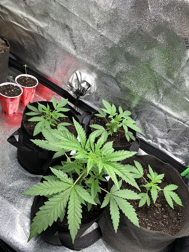 Vegetative stage or still seedling? - Growing Help - Grow with Jane ...