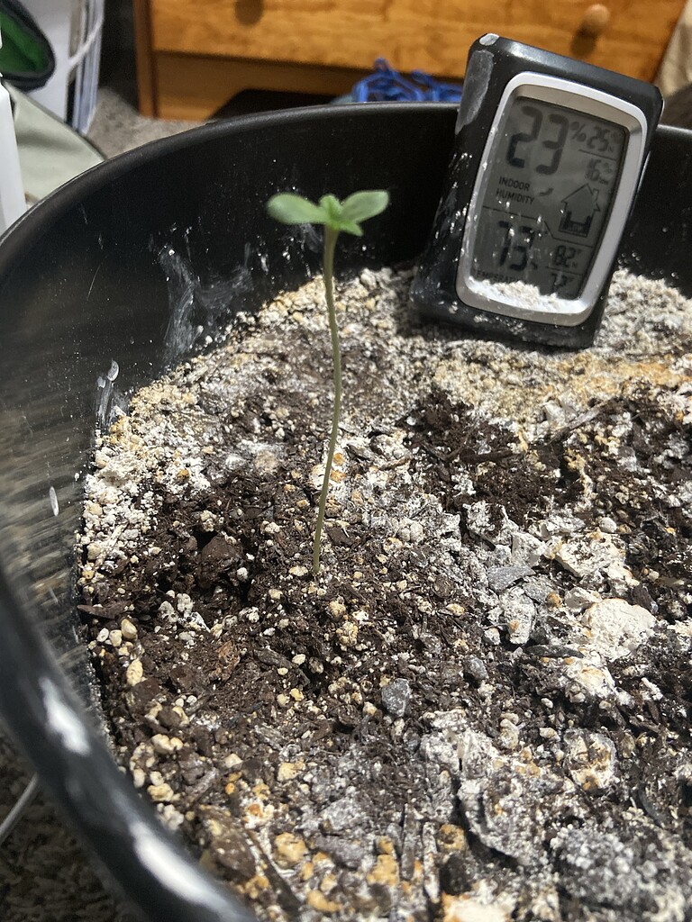 Drooping seedlings - Indoor - Grow with Jane Community