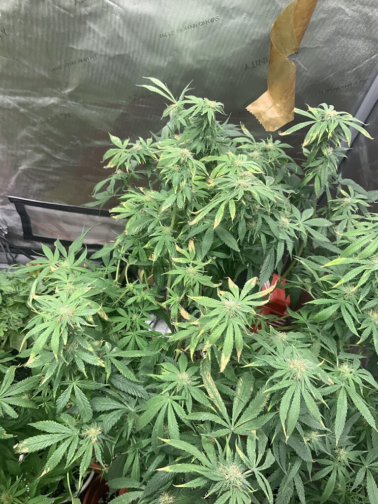 Help!? I guess first grow plant pissed flower stage - 🙀 Growing Help ...