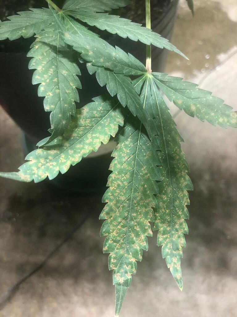 Calcium Deficiency? - 🙀 Growing Help - The cannabis home growing ...