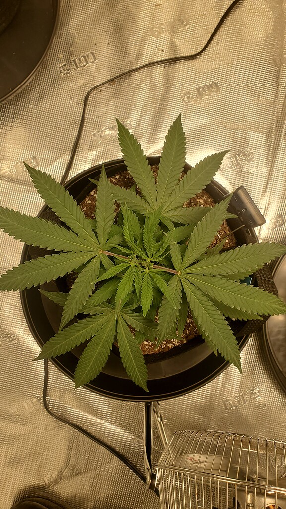 Should I remove any of the fan leaves? - 🙀 Growing Help - The cannabis ...