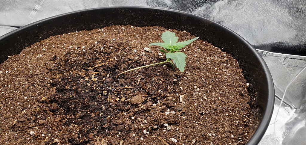 Seedling stem is bent suddenly? - 🙀 Growing Help - The cannabis home ...