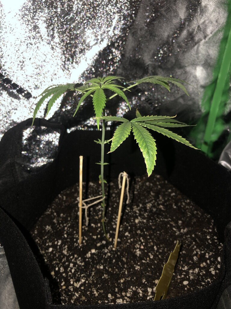 No Growth 😩😩😩 - 🙀 Growing Help - The cannabis home growing community ...