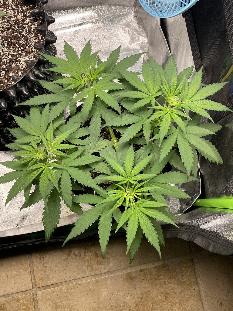 Quick health check… - 🙀 Growing Help - The cannabis home growing ...