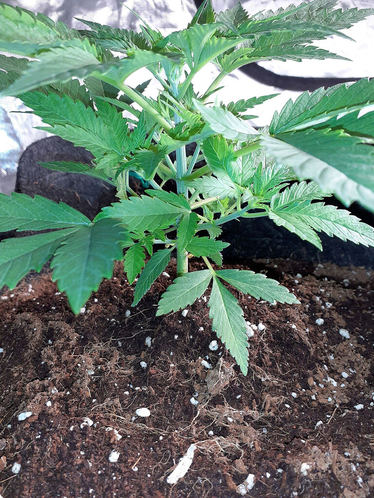 My first attempt at mainlining - 💡 Indoor - The cannabis home growing ...