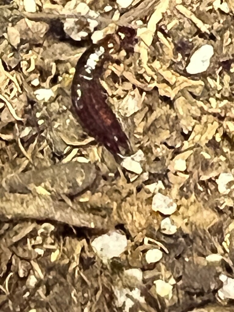 Bug identification. Creepy crawly thing - 🙀 Growing Help - The cannabis ...