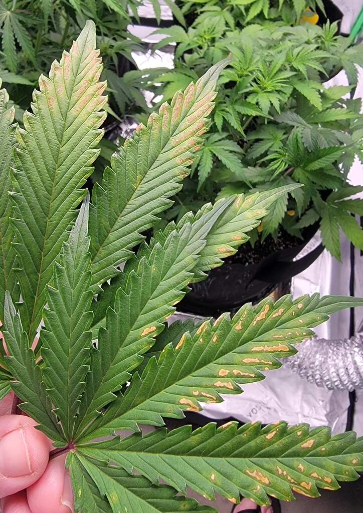 Help, whats this? - 🙀 Growing Help - The cannabis home growing ...