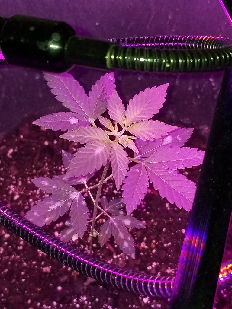 Growing pains please help - 🙀 Growing Help - The cannabis home growing ...