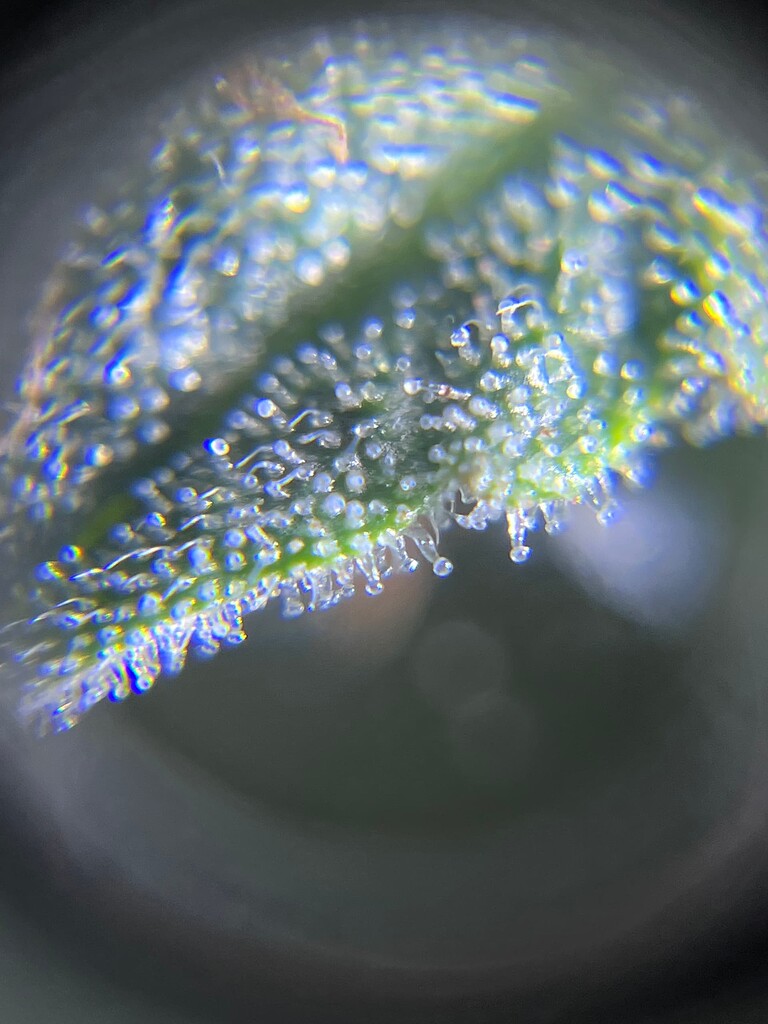 Autoflower - Day 84 from seed | Week 8/51 days of flower - is it ready ...