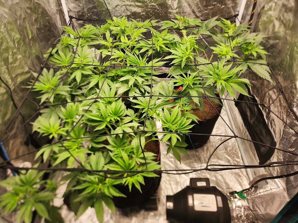 My First time grow, looking for advice - 🙀 Growing Help - The cannabis ...