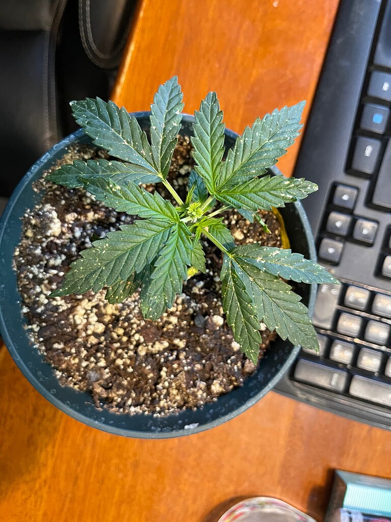Leaf spots. What is it? - 💡 Indoor - The cannabis home growing ...