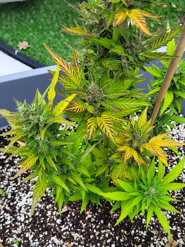 Is this foxtailing or herm? - Growing Help - Grow with Jane Community