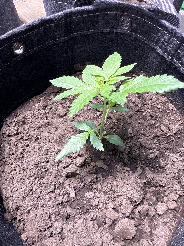 Soy nuevo en estop - Spanish - Grow with Jane Community