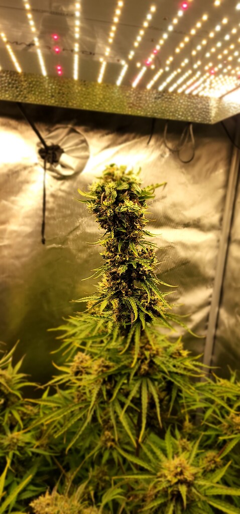 NYC Diesel Auto Harvesting soon - Indoor - Grow with Jane Community