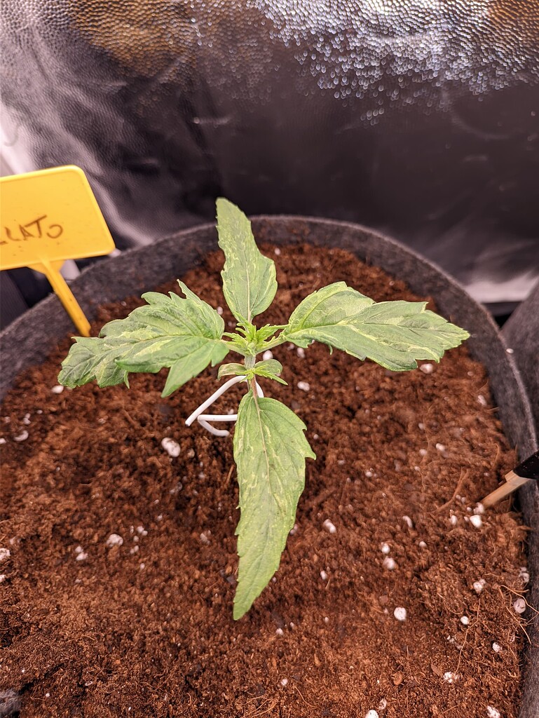 Plántula extraña - Español - The cannabis home growing community - Grow ...