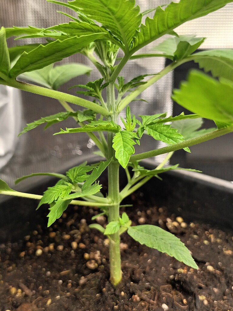 Update on my grow GSC Auto. Hasty and Tasty auto. Northern lights autos ...