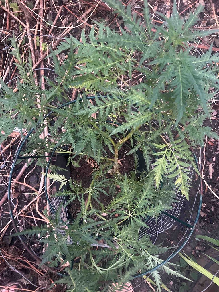 Freaking out over my Freakshow - Growing Help - Grow with Jane Community