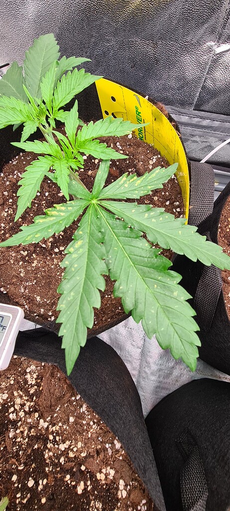 Problems after manifolding - 🙀 Growing Help - The cannabis home growing ...