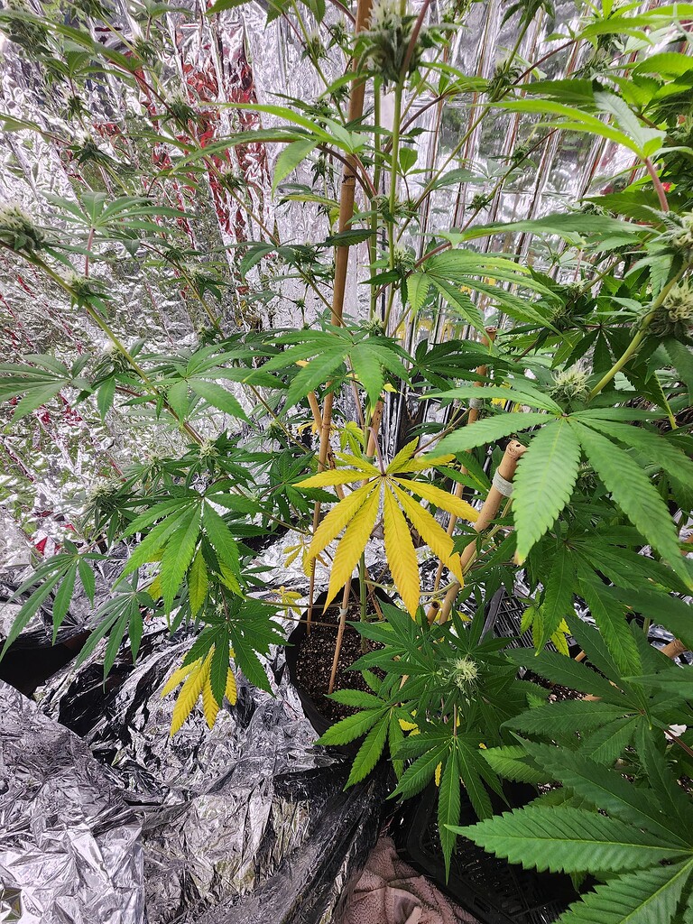 Why are my fan leaves yellow? - Growing Help - Grow with Jane Community