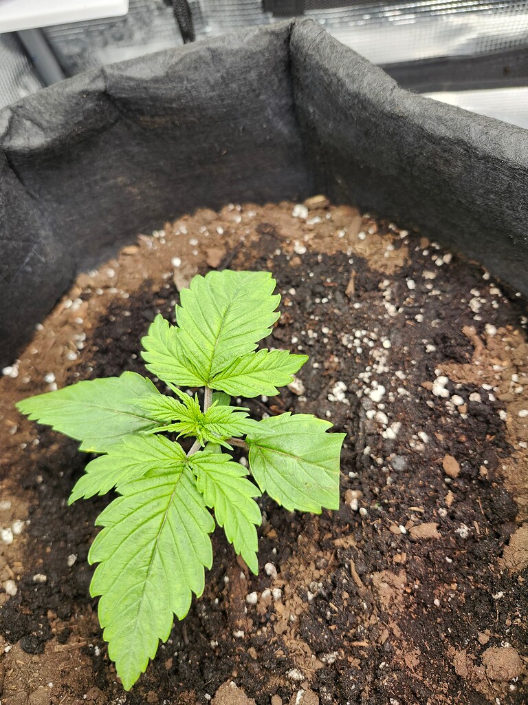 Help with my early veg plant - Page 2 - 🙀 Growing Help - The cannabis home growing community ...
