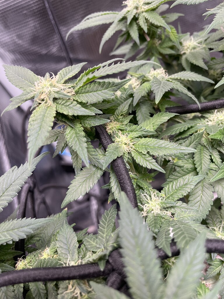 Why do my buds look so small? (First grow) - Growing Help - Grow with ...