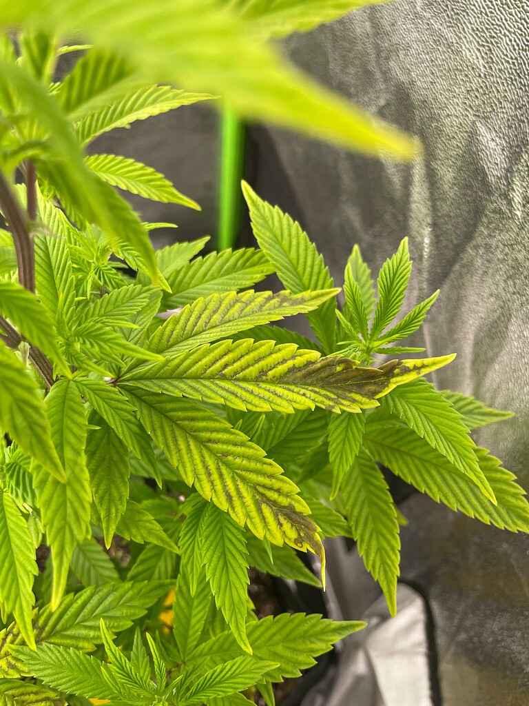 Turning brown and curling - 🙀 Growing Help - The cannabis home growing ...