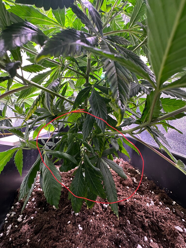 Defoliation of the lower leaves? - 💡 Indoor - The cannabis home growing ...