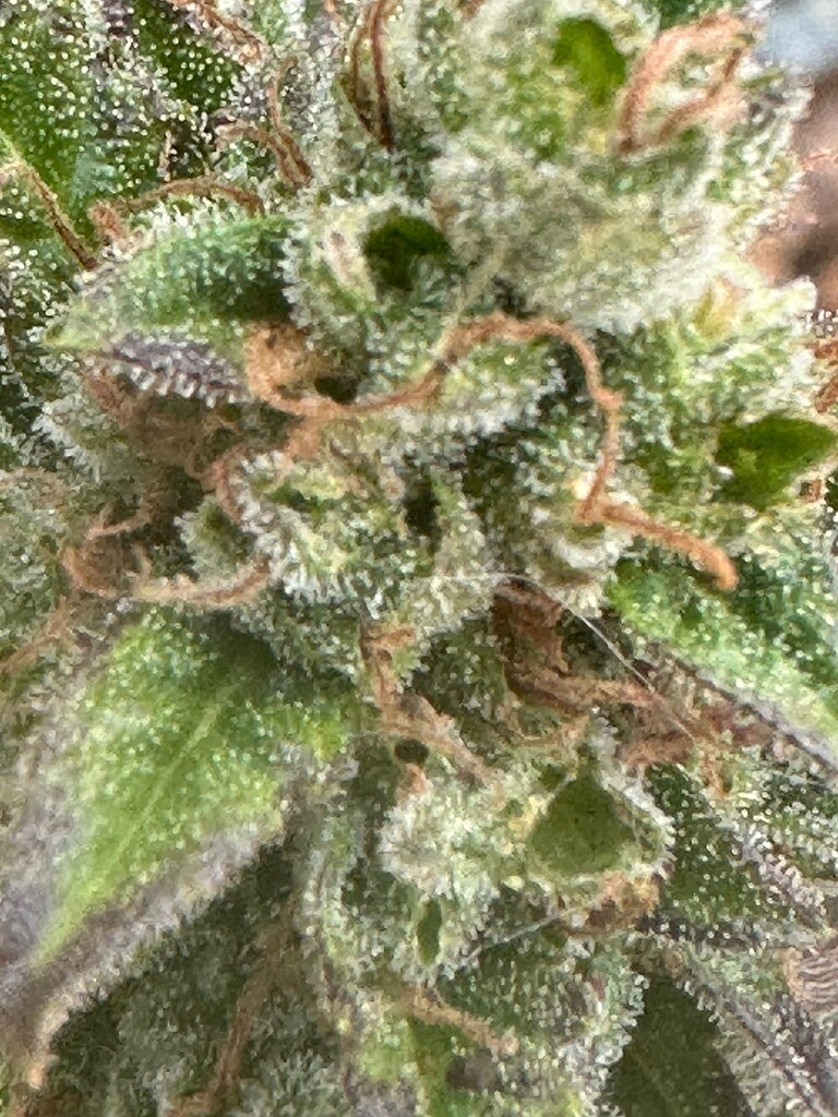 Alaskan Auto Purple - ready? - Growing Help - Grow with Jane Community