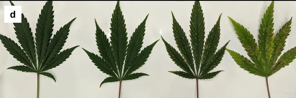 Phosphorus Deficiency and Toxicity – Cannabis Growing Guide - GWJ ...