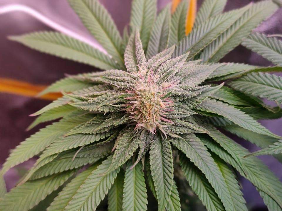 WTF! My Monster Bud - 🌲 Cannabis Growing - The cannabis home growing ...