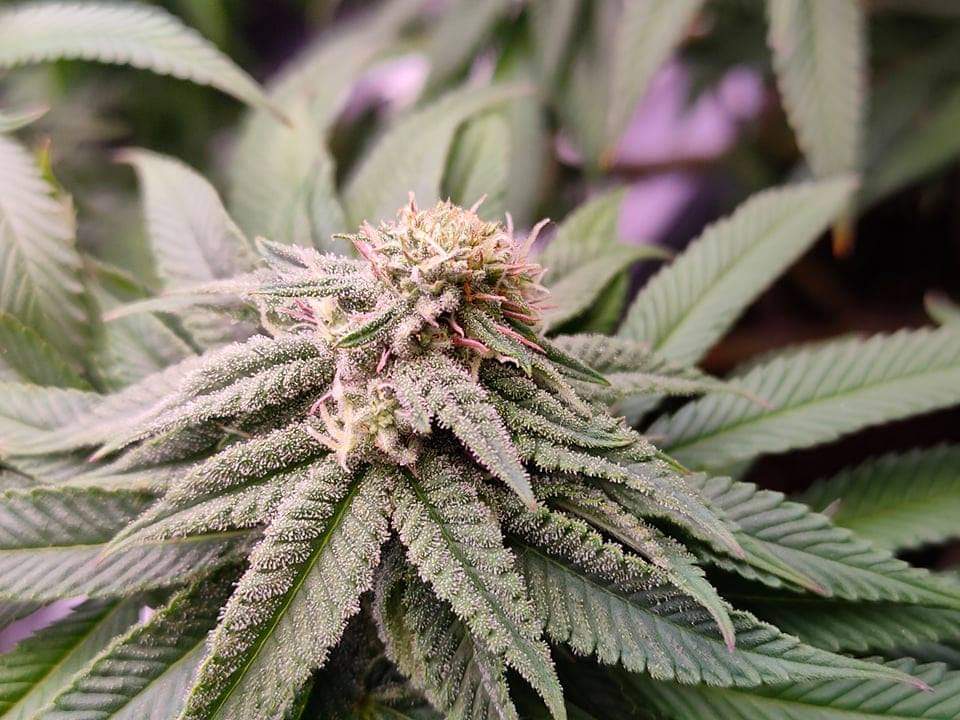 WTF! My Monster Bud - 🌲 Cannabis Growing - The cannabis home growing ...