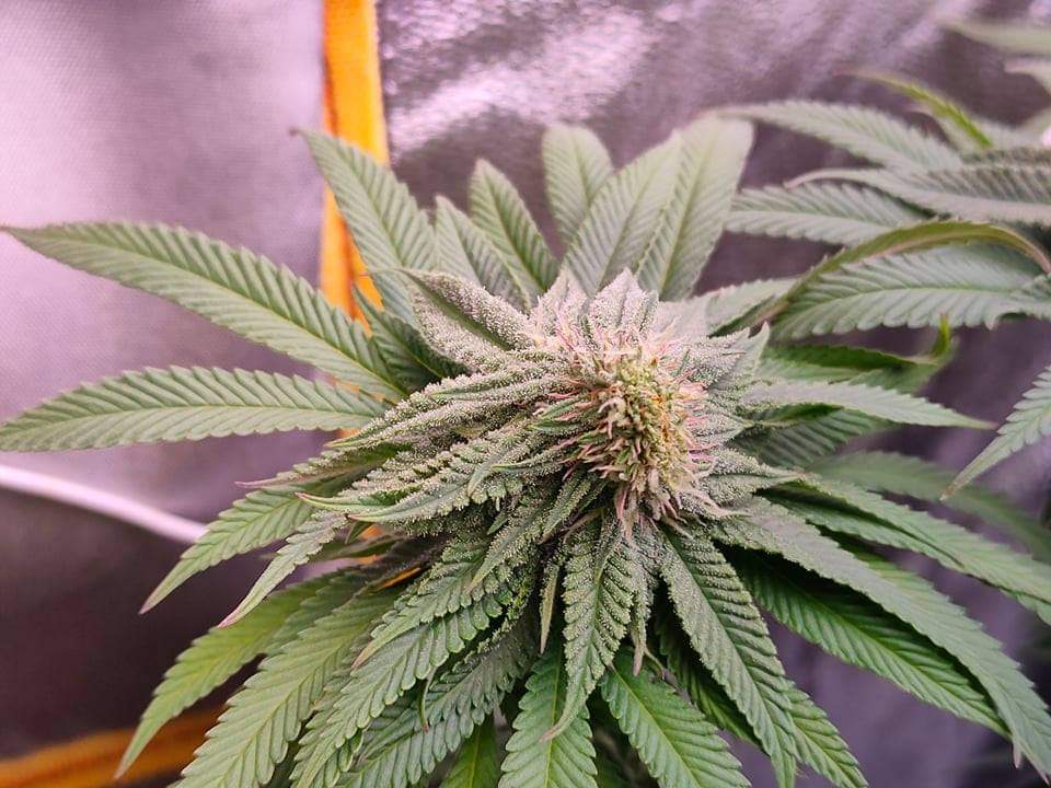 WTF! My Monster Bud - 🌲 Cannabis Growing - The cannabis home growing ...