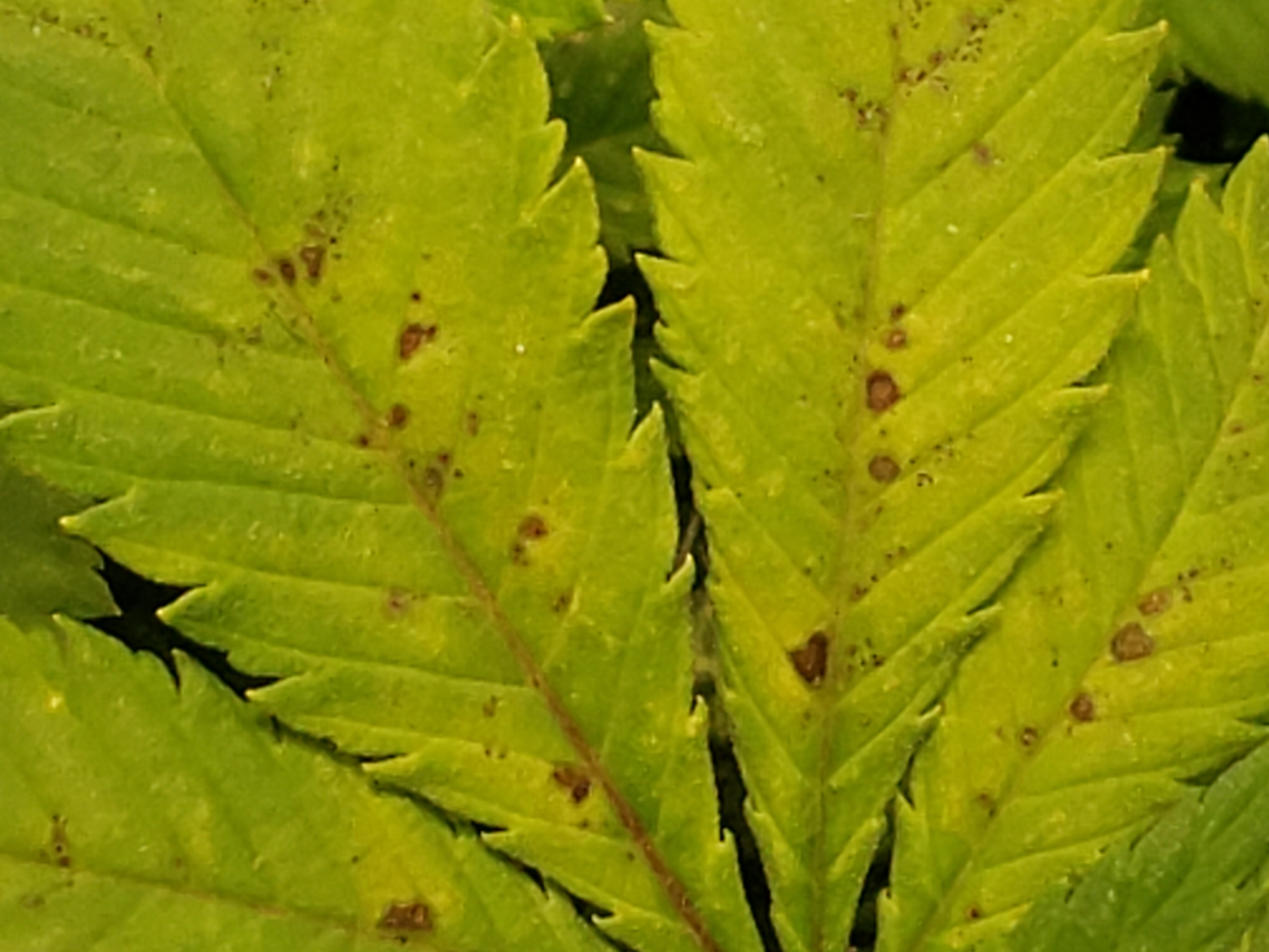 Help diagnosing leaf spots \ discoloration mid flower stage - 🙀 Growing ...