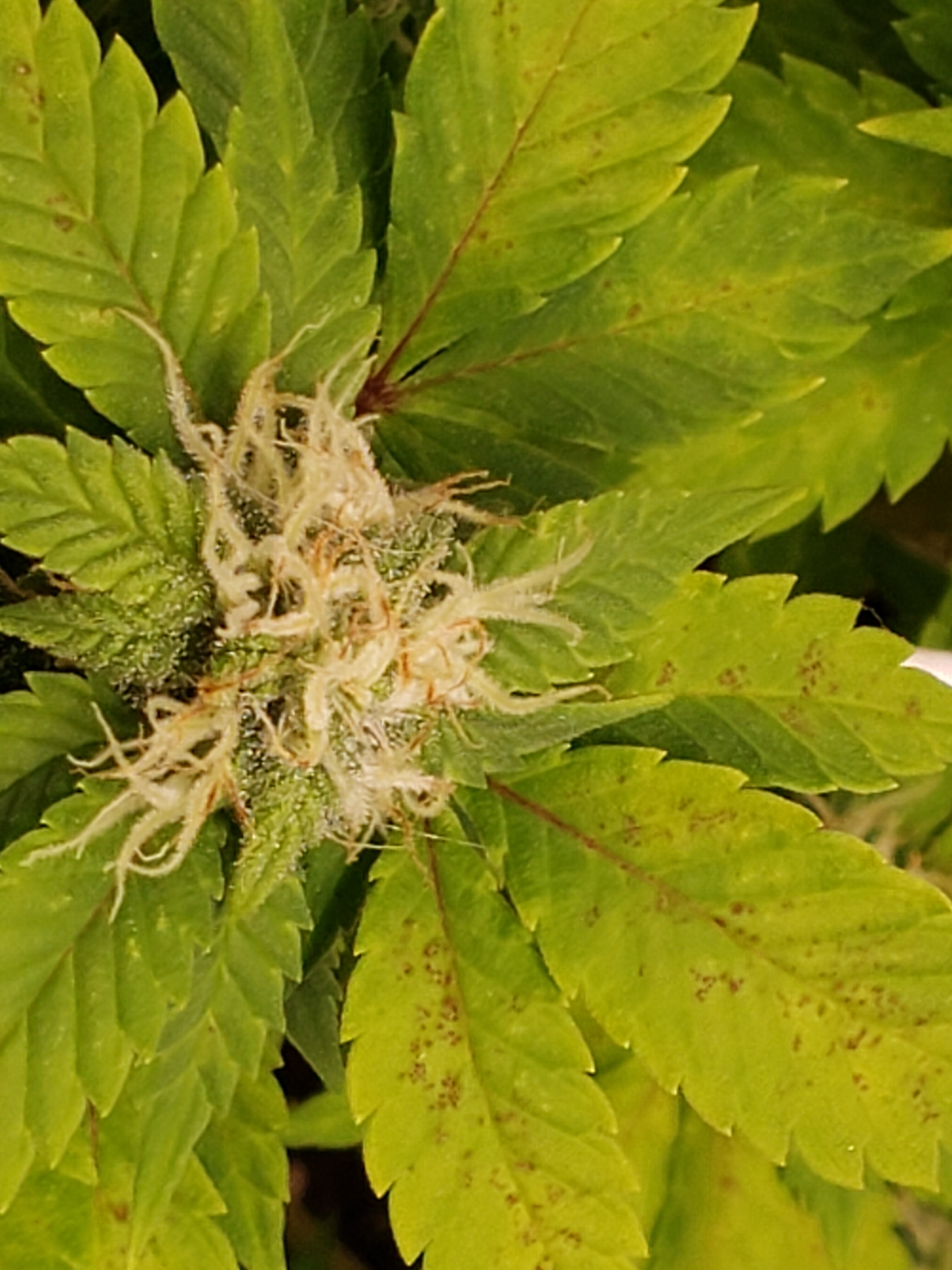 Help diagnosing leaf spots \ discoloration mid flower stage - 🙀 Growing ...