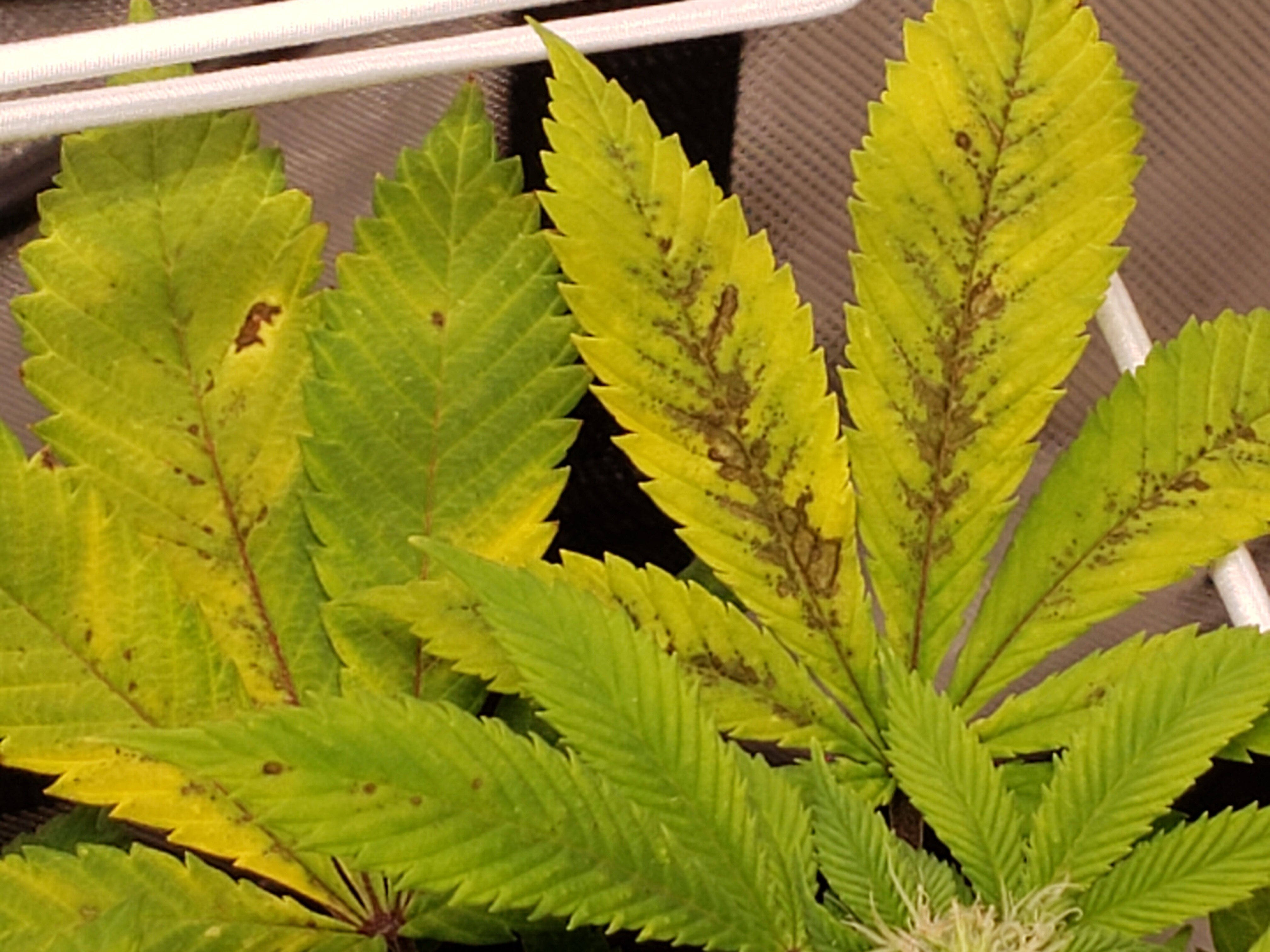 Help diagnosing leaf spots \ discoloration mid flower stage - 🙀 Growing ...
