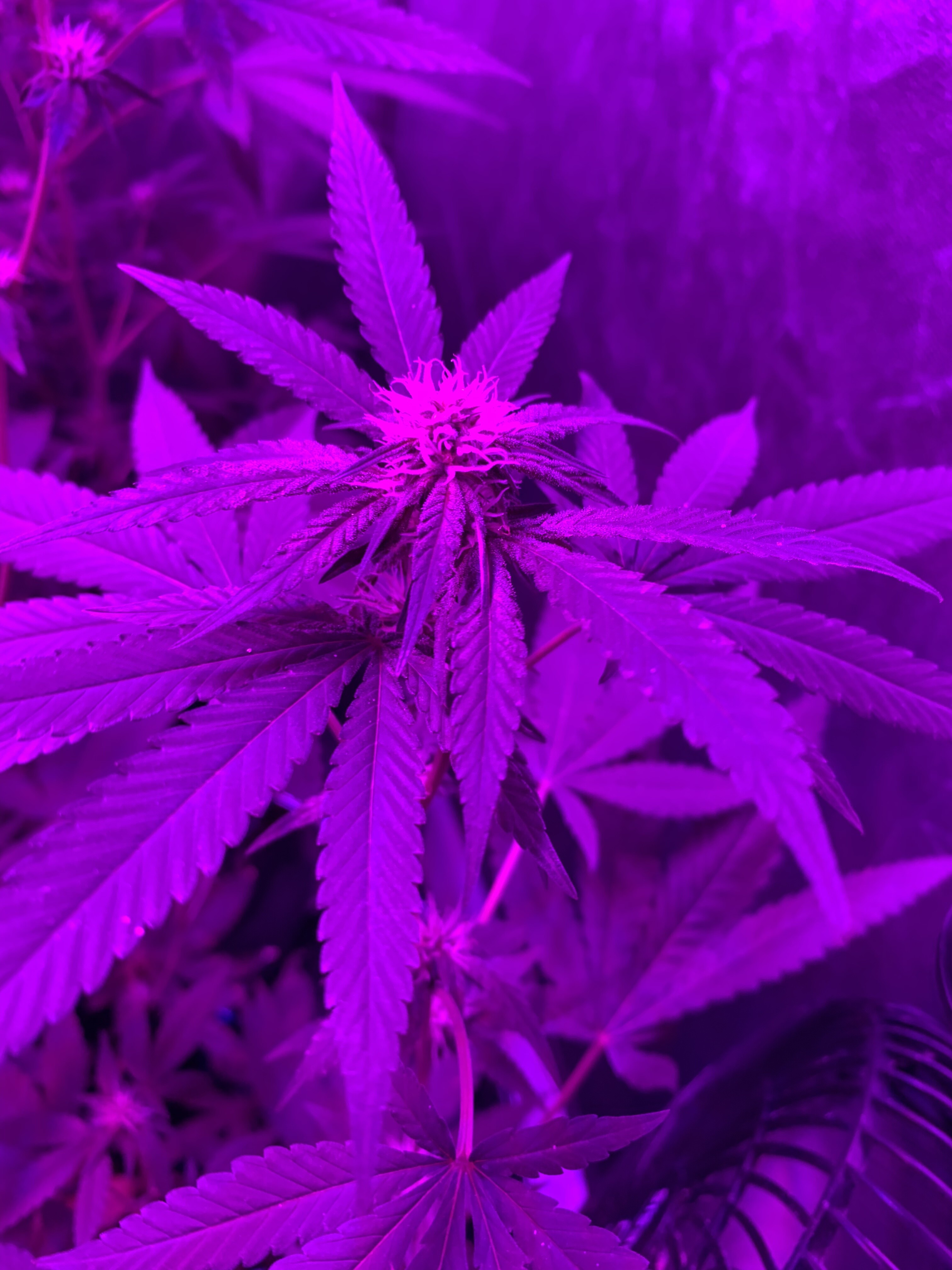 Few weeks into flower first grow ever - 🙀 Growing Help - The cannabis ...