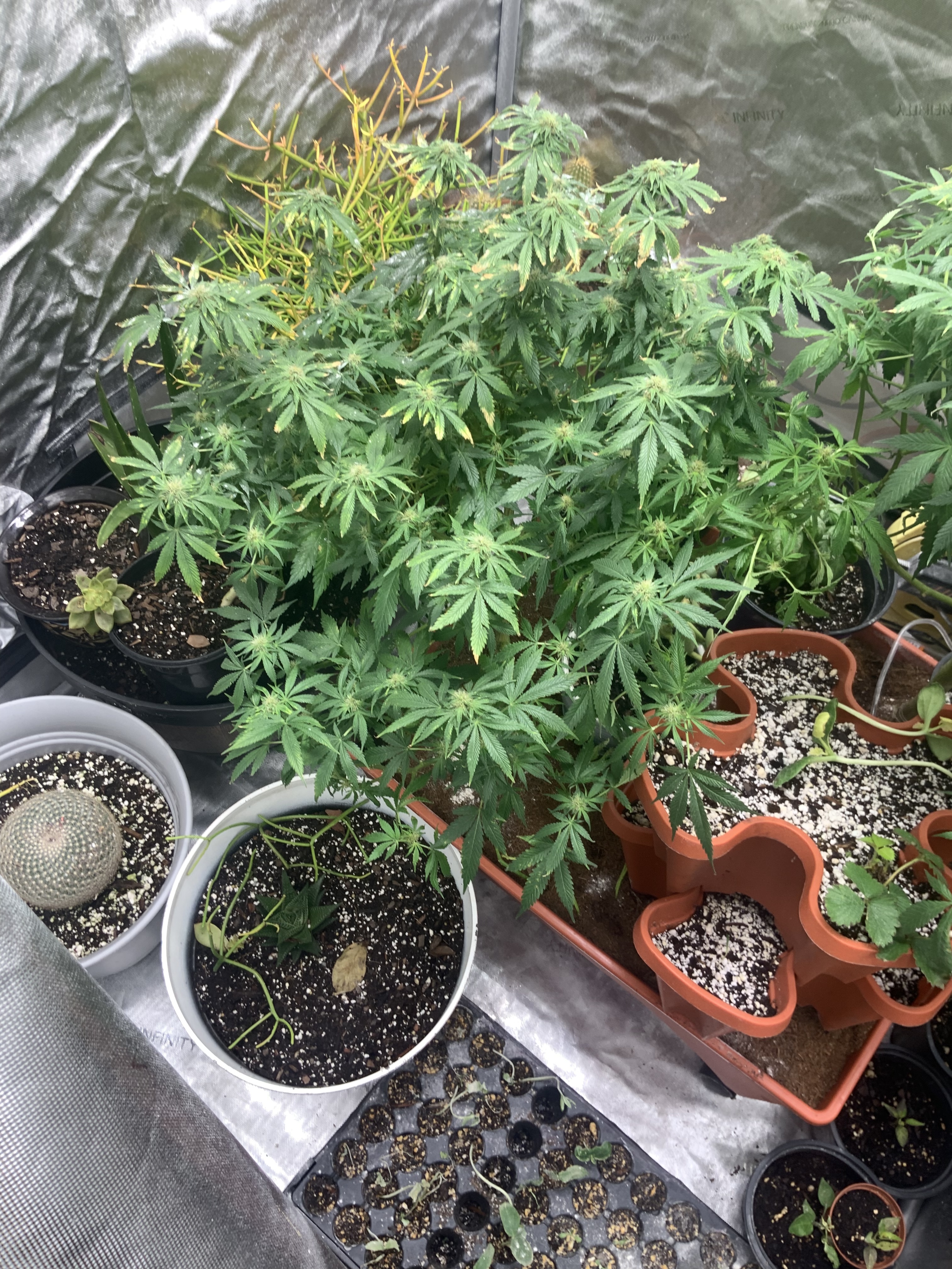 Help!? I guess first grow plant pissed flower stage - Growing Help ...