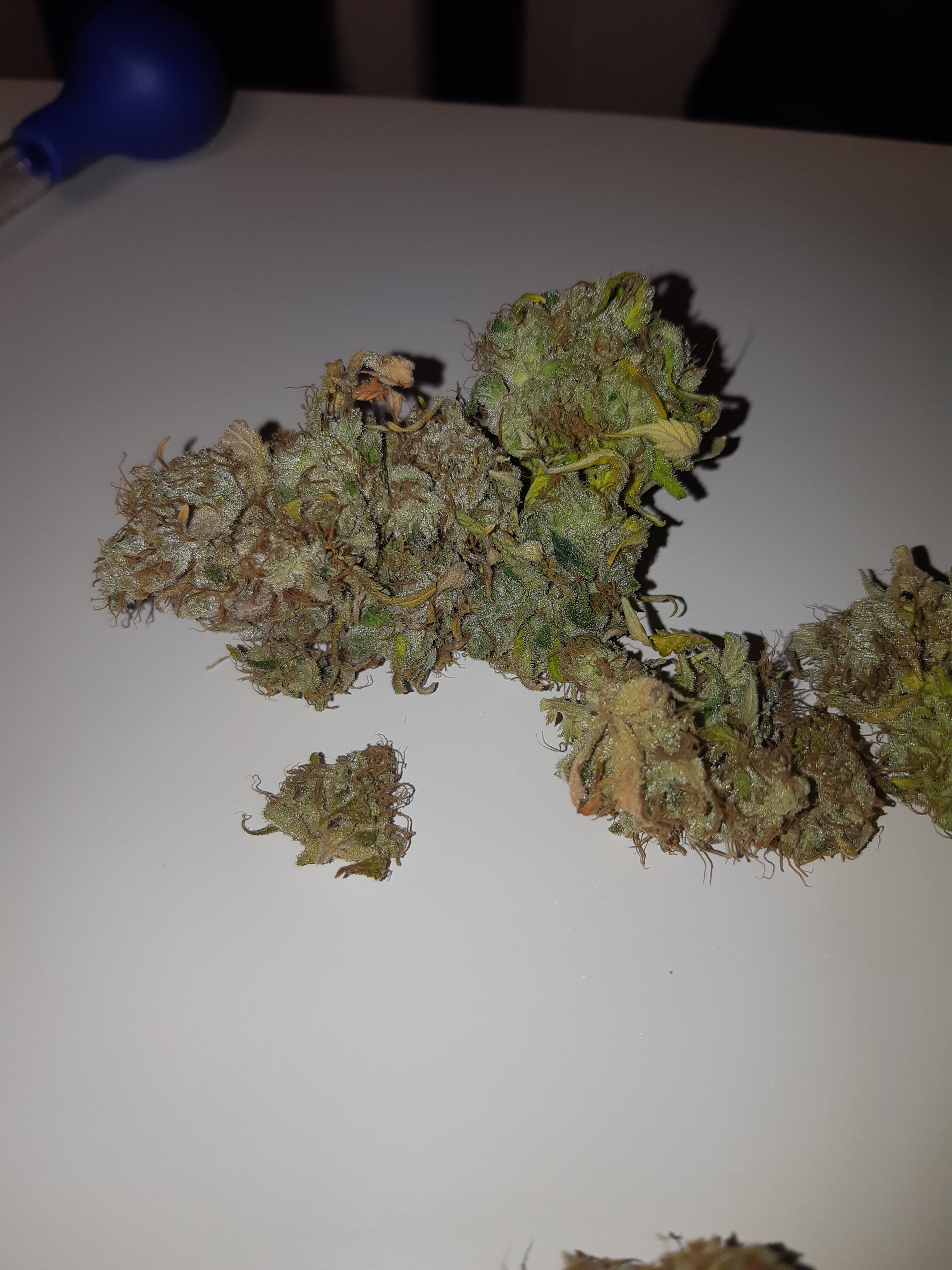 Budrot botrytis - 🙀 Growing Help - The cannabis home growing community ...