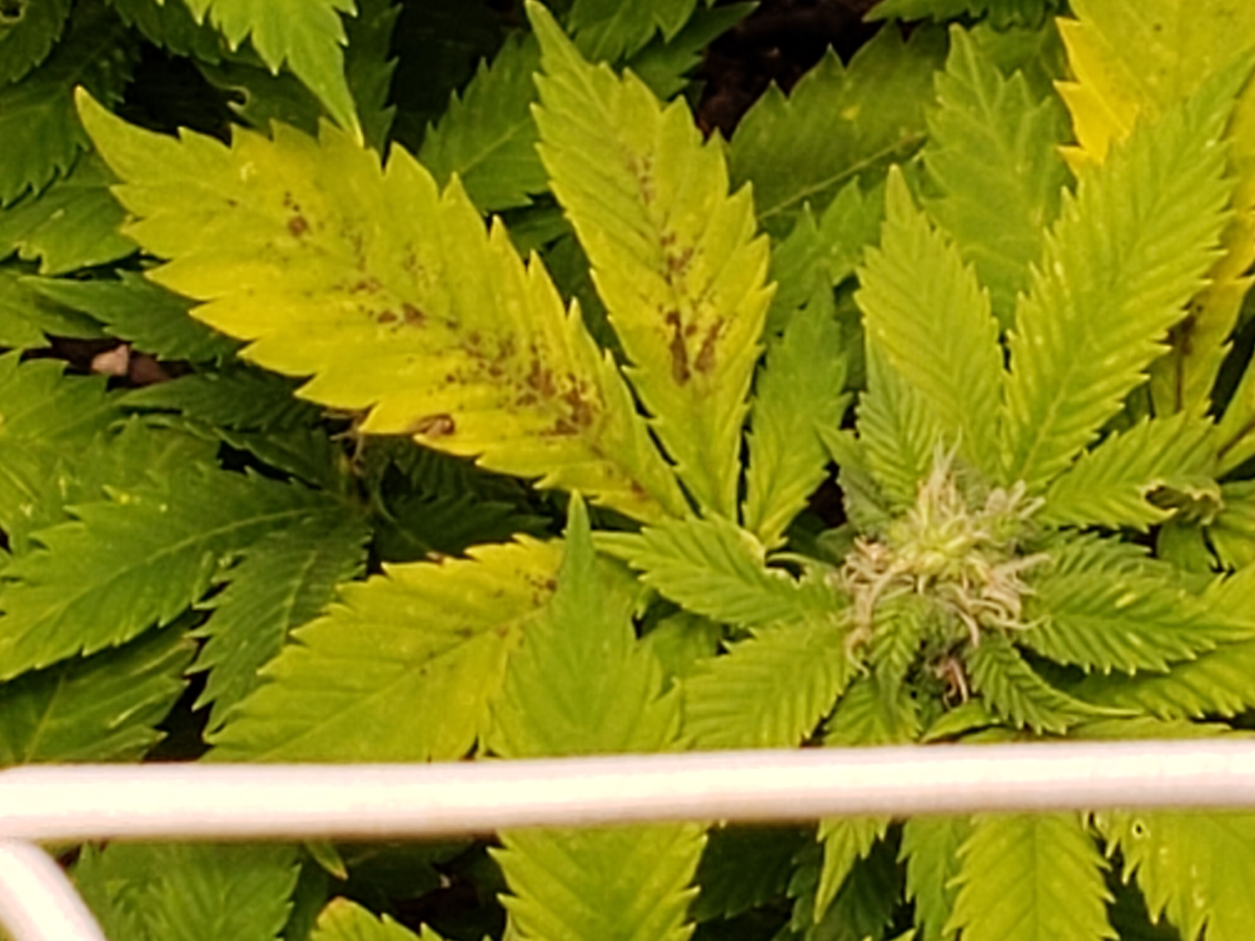 Help diagnosing leaf spots \ discoloration mid flower stage - 🙀 Growing ...