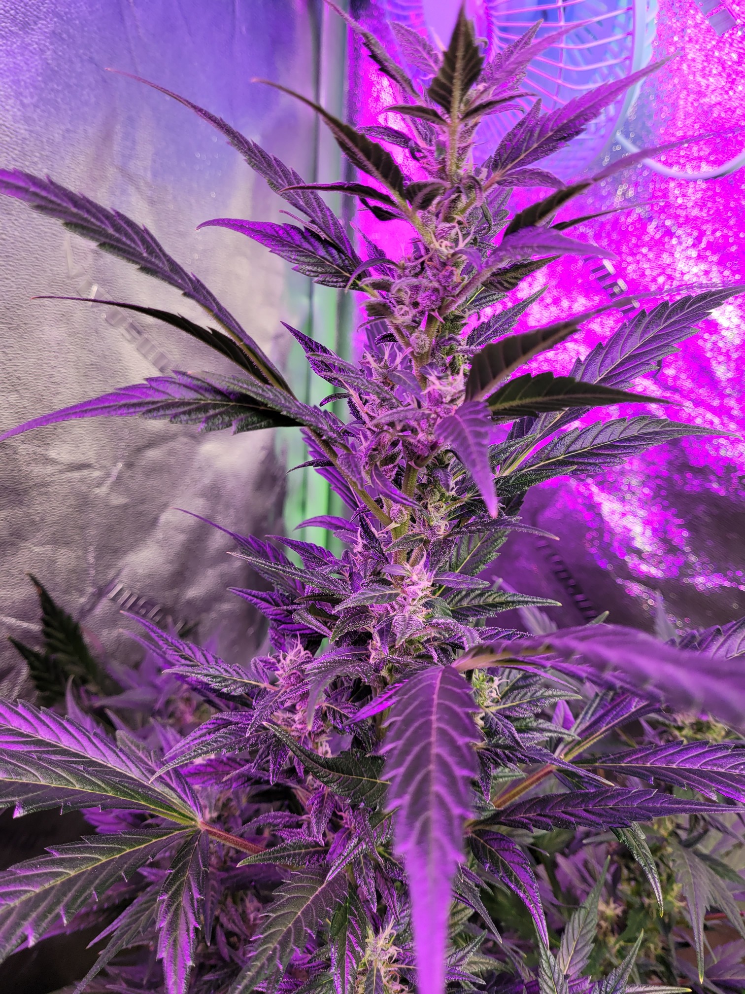 Flowering taking forever - 🙀 Growing Help - The cannabis home growing ...