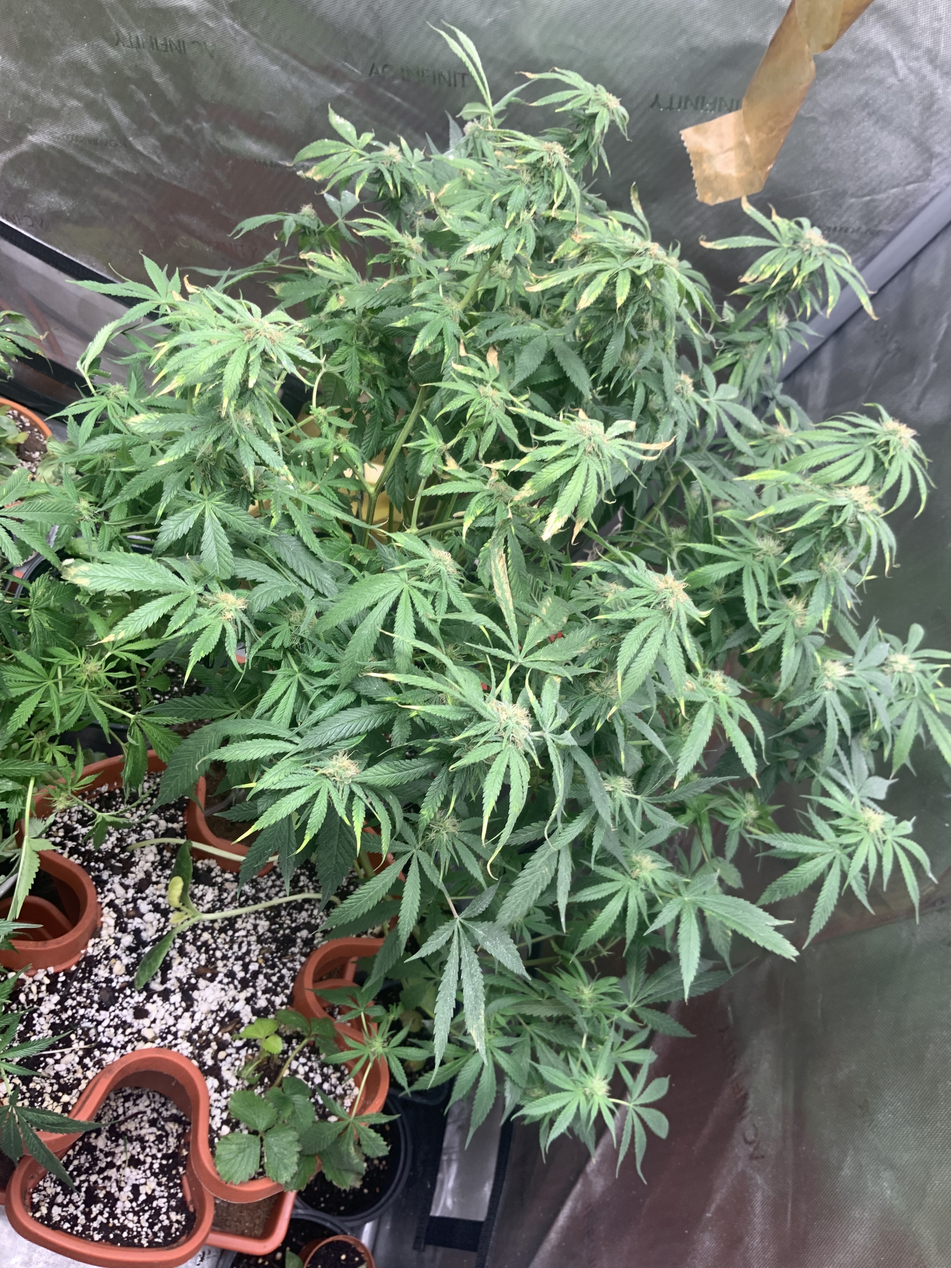 Help!? I guess first grow plant pissed flower stage - Growing Help ...