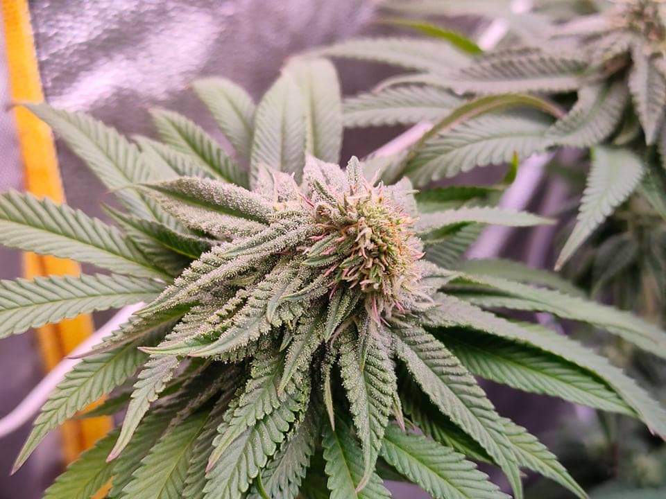 WTF! My Monster Bud - 🌲 Cannabis Growing - The cannabis home growing ...