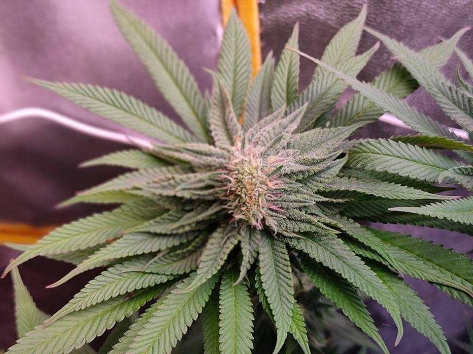 WTF! My Monster Bud - 🌲 Cannabis Growing - The cannabis home growing ...