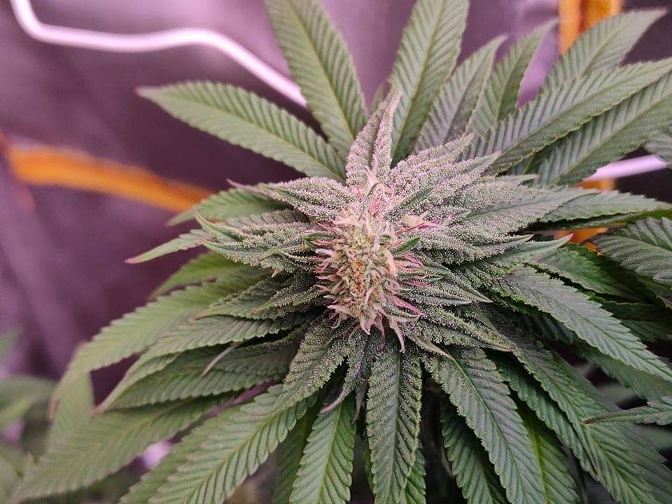 WTF! My Monster Bud - 🌲 Cannabis Growing - The cannabis home growing ...