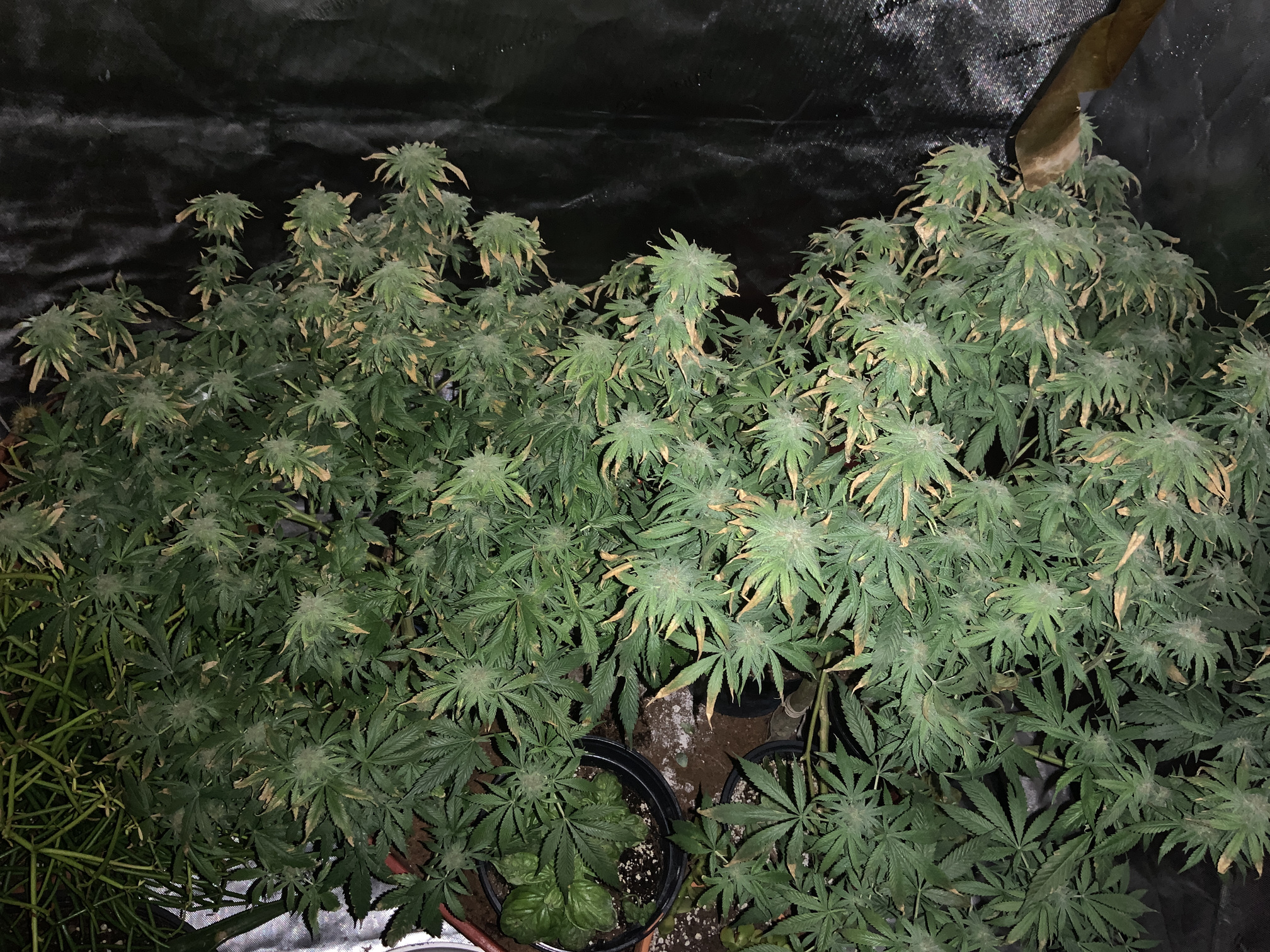 Help!? I guess first grow plant pissed flower stage - 🙀 Growing Help ...