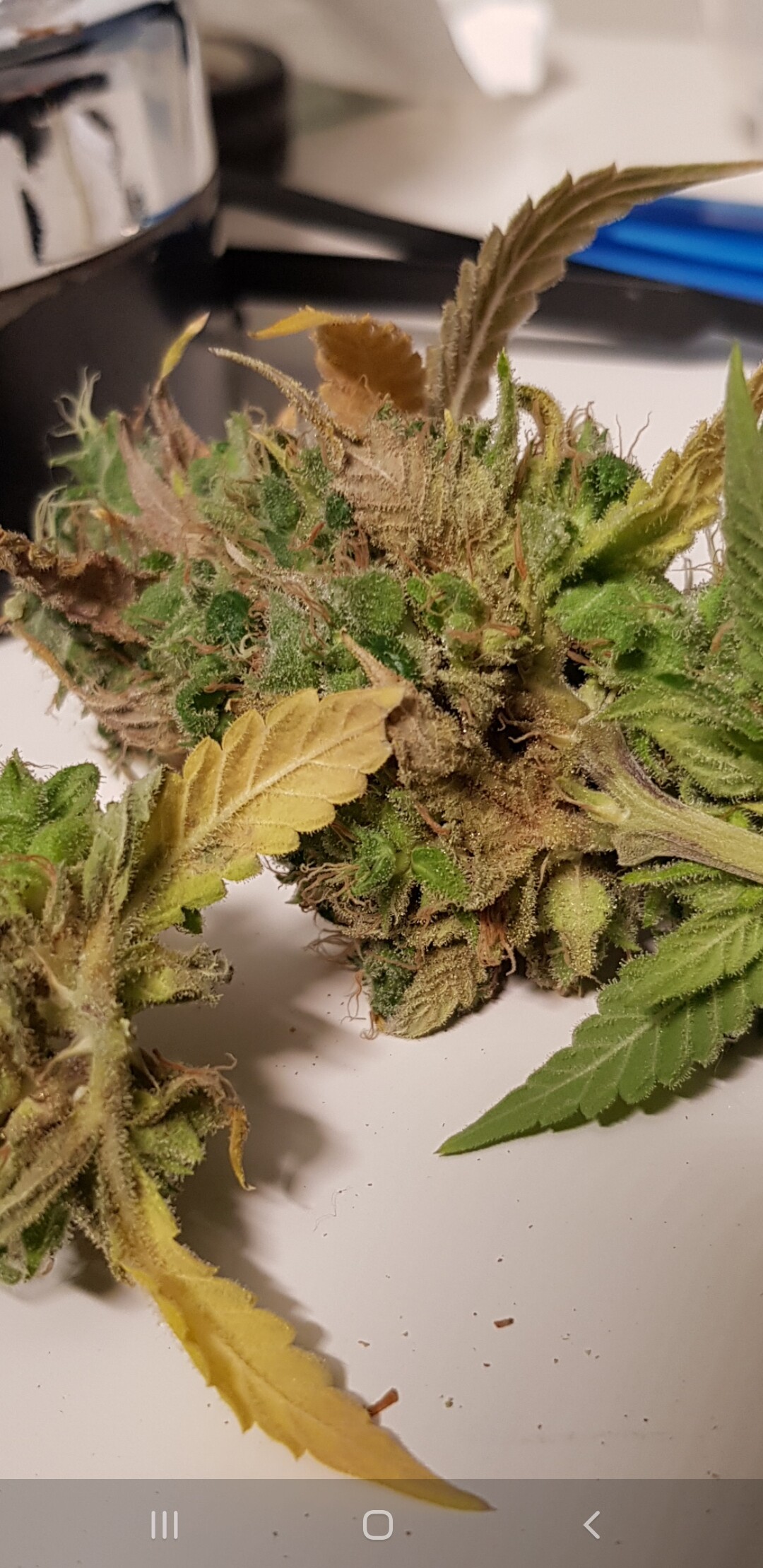 Budrot botrytis - 🙀 Growing Help - The cannabis home growing community ...