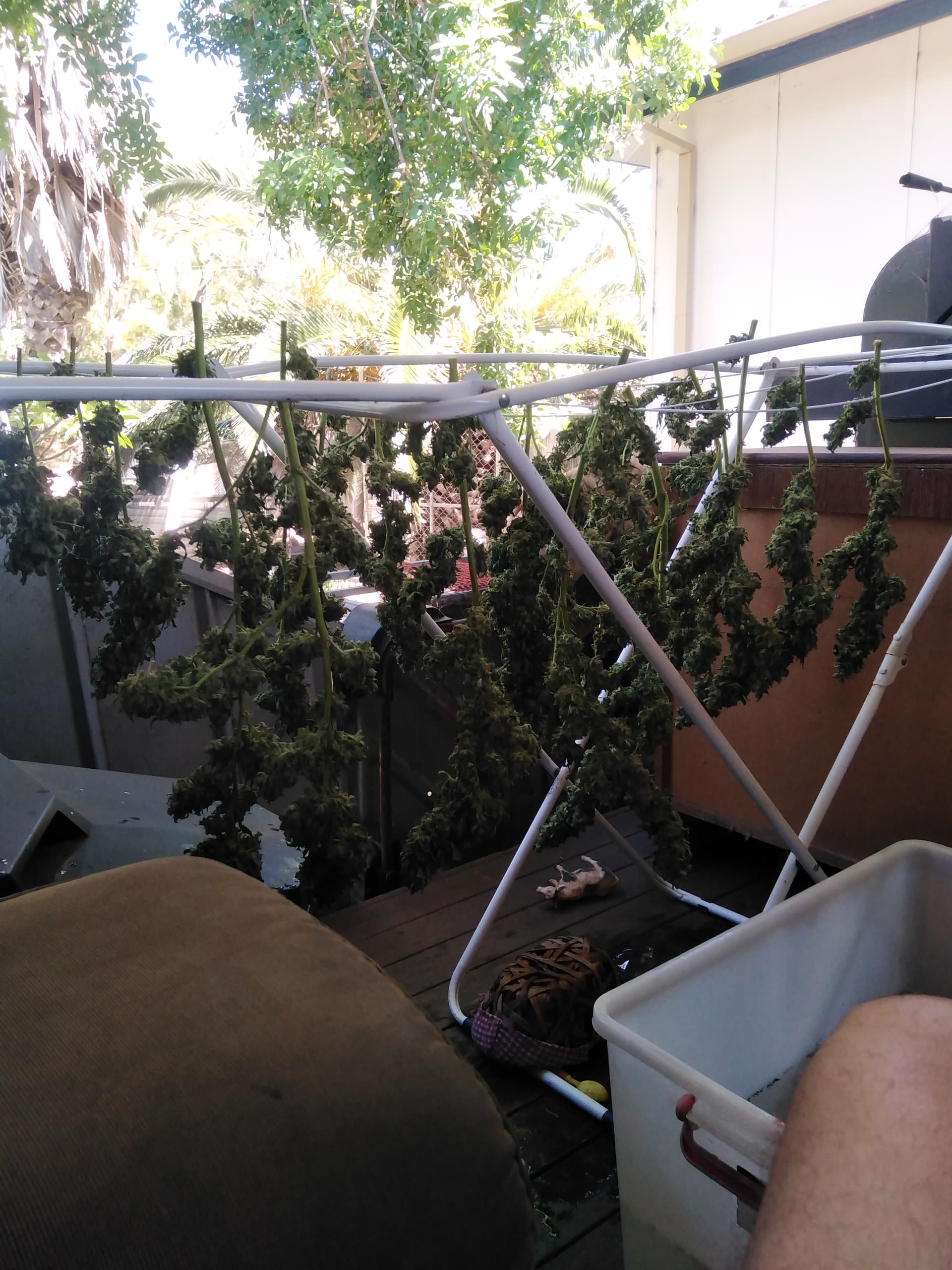 Bud washing. Do you wash your weed at harvest? - Harvest - The cannabis ...