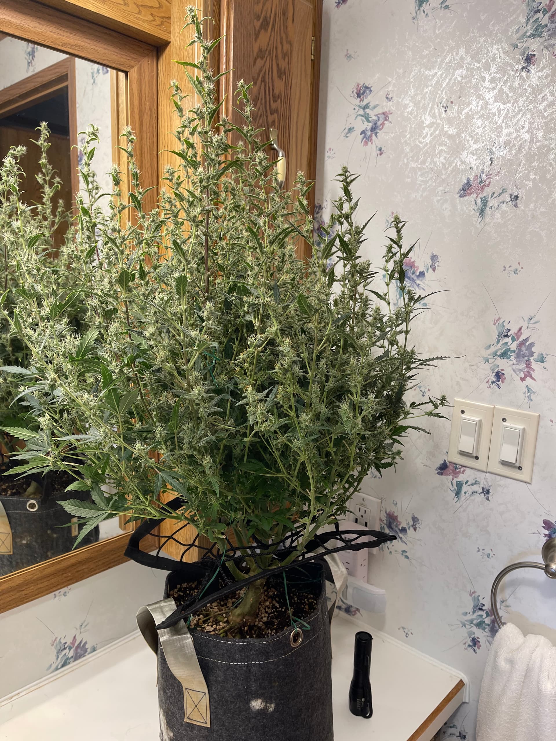 Is this a male or female auto plant? - Indoor - Grow with Jane Community