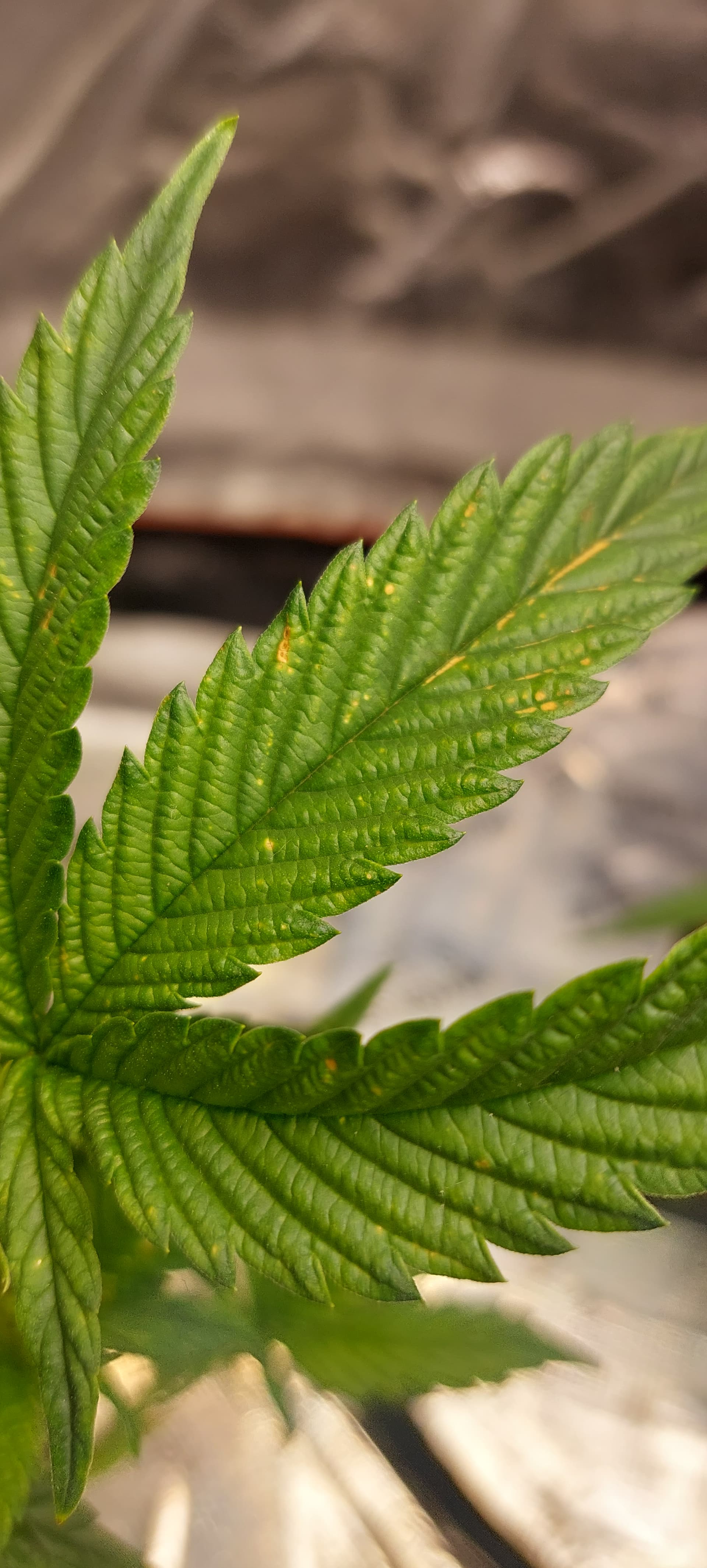 Confused and concerned - 🙀 Growing Help - The cannabis home growing ...